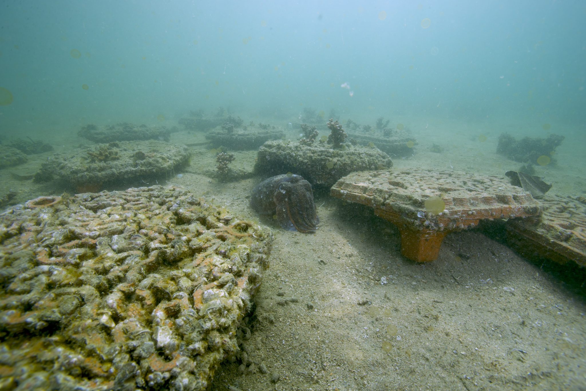 Accelerating Biodiversity Recovery with 3D-Printed Reef Tiles - ReThink HK