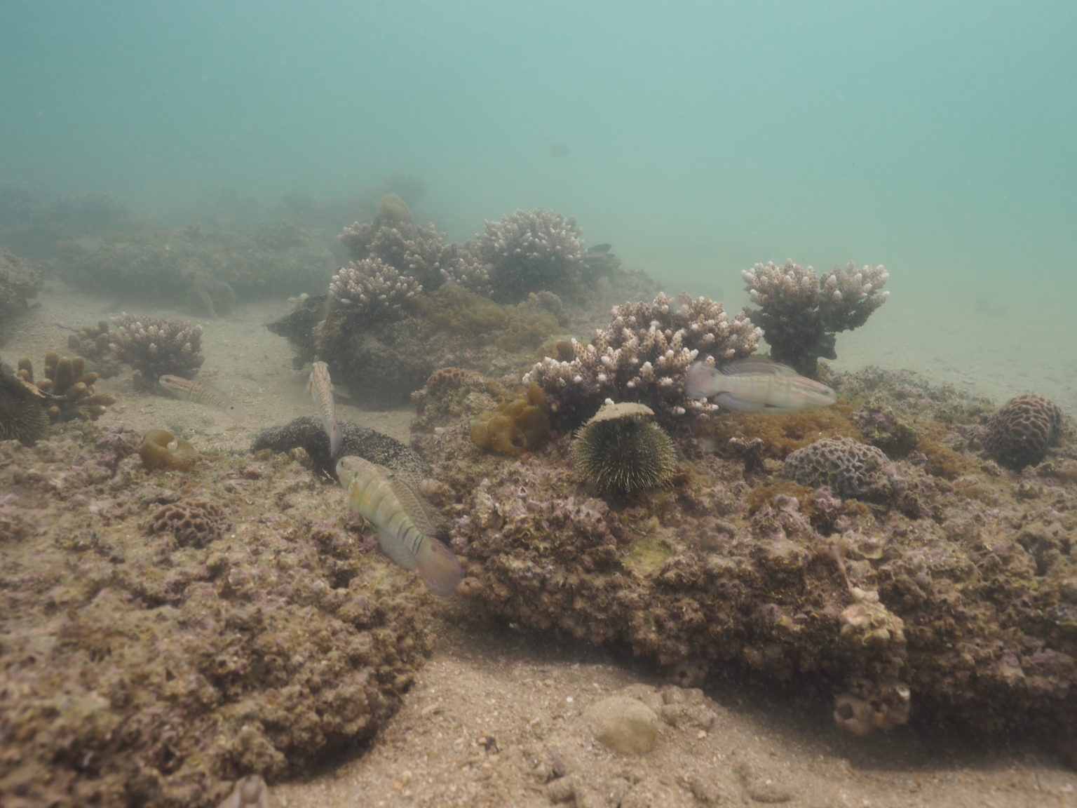 Accelerating Biodiversity Recovery with 3D-Printed Reef Tiles - ReThink HK